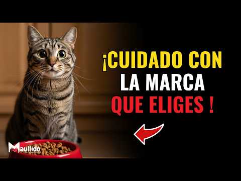 Bad kibble for cats: Learn how to identify it today