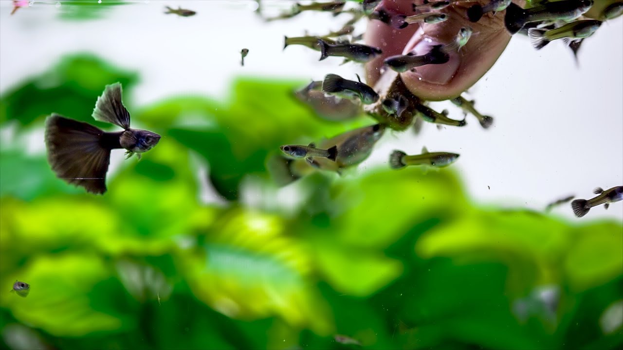 Best Rated Food for Guppies in 2021 • (Reviews & Guide)