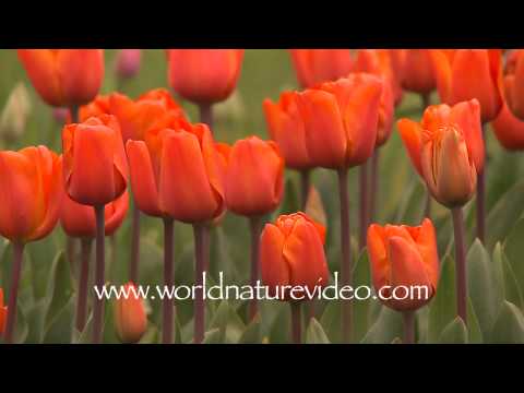 Orange tulips, Nature Video Stock Footage_0969