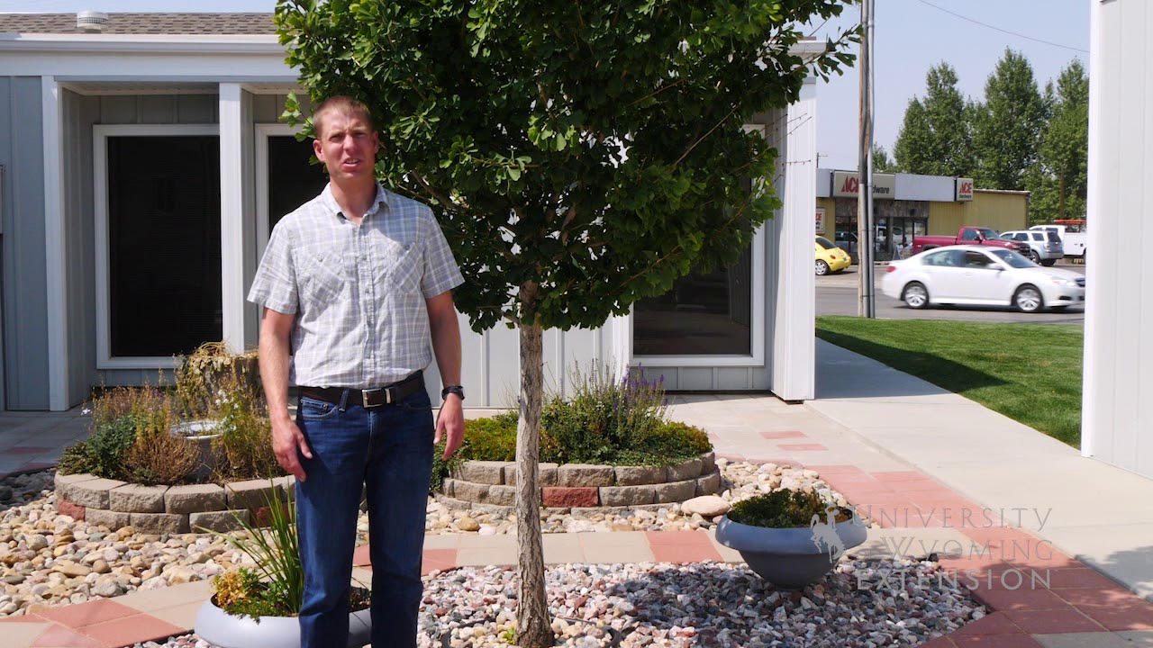 Gingko Trees | From the Ground Up