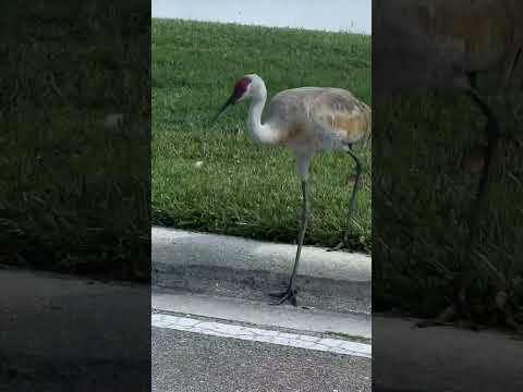 SandHill Crane bird