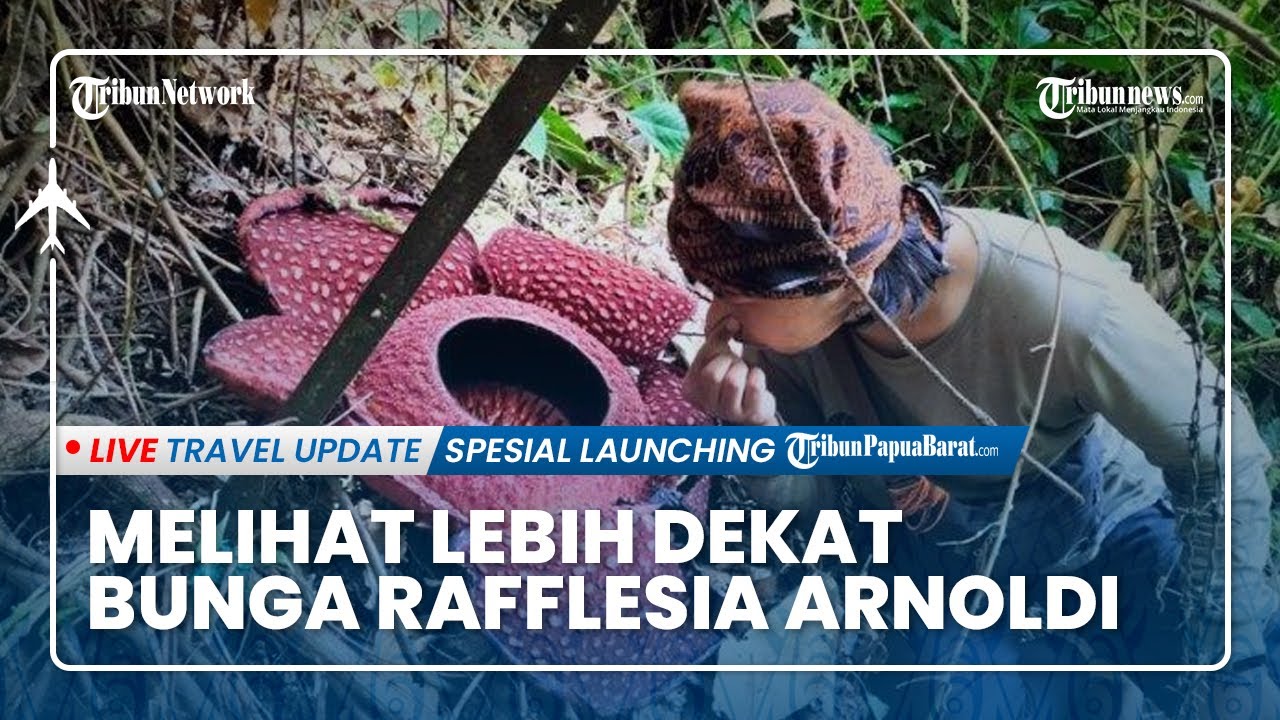 Mengenal dan Melihat Lebih Dekat dengan Tanaman Langka Bunga Rafflesia ...