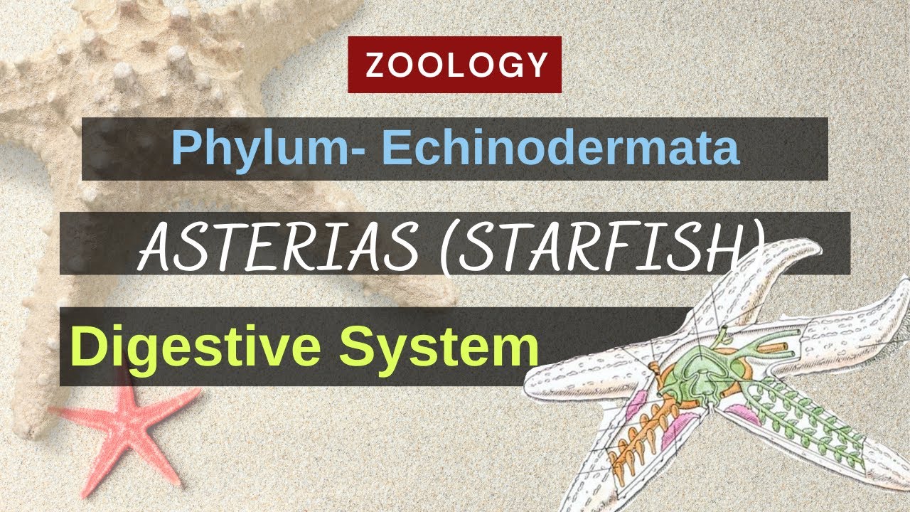 Echinodermata || Asterias (Starfish) || Digestive System || Zoology