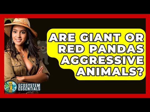 Are Giant Or Red Pandas Aggressive Animals? - Ecosystem Essentials