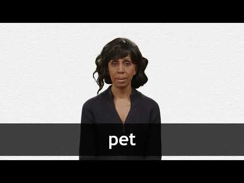 PET - Definition & Translations | Collins English Dictionary