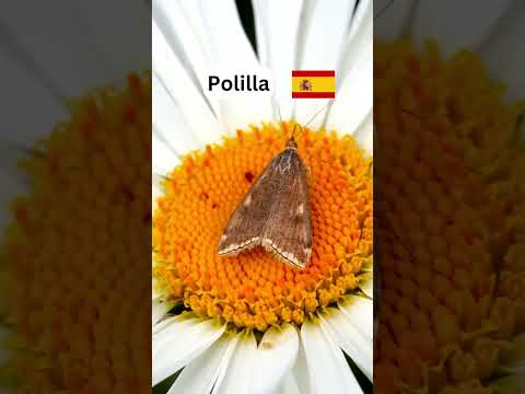 Insects in English vs Spanish-Day 2
