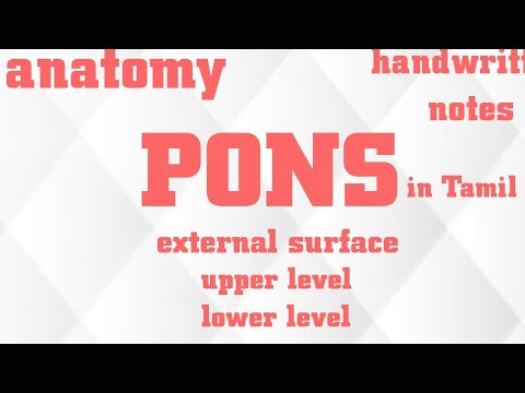 PONS IN TAMIL/EXTERNAL SURFACE/ UPPER LEVEL/LOWER LEVEL/ENGLISH