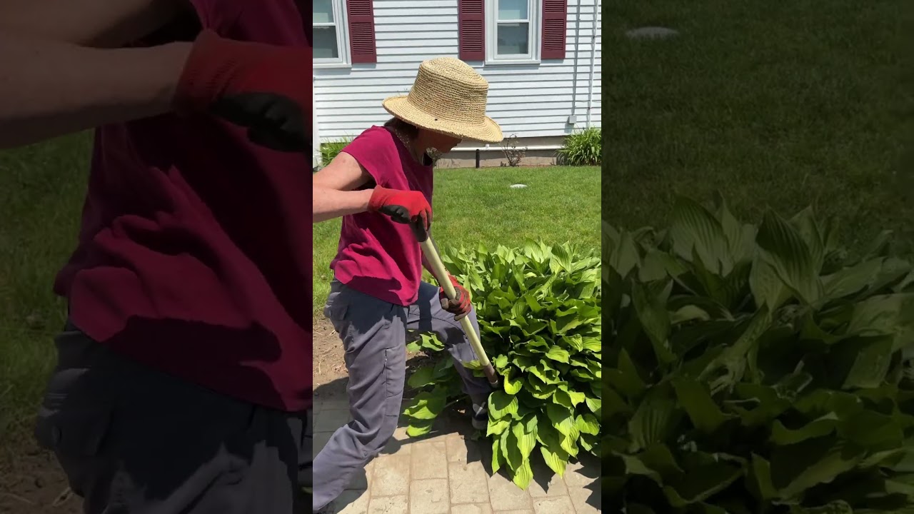 How To Divide Overgrown Hostas