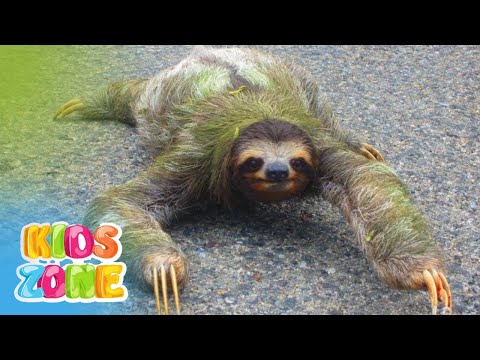 Slowest Animals in the World For Kids | Top 12 Slowest Animals and Their Speeds | Laziest Animals