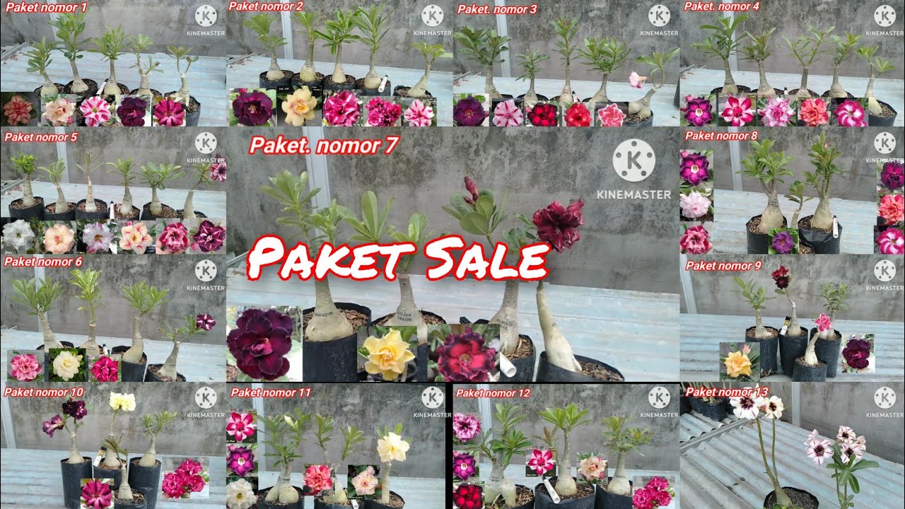 Paket sale adenium grafting bunga tumpuk dan original dari biji