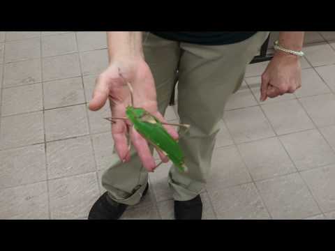 Noisy katydid!