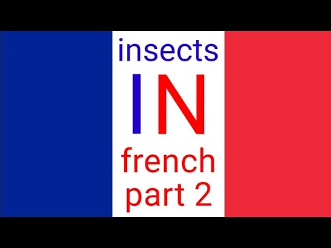 Insects In French | French For Beginners | Part 2 | Day 43
