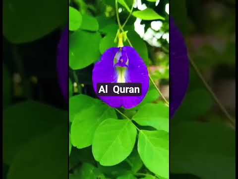 How to tilawat quran with urdu translation#quranrecitation#islamicquotes#islamicworldteaching #quran