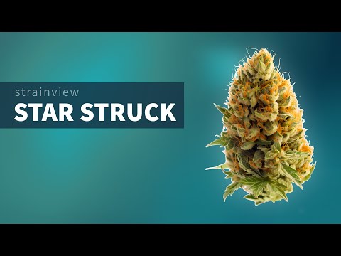 Star Struck - StrainView