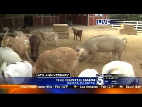 The Gentle Barn on KTLA 8/25/15 : PART 1