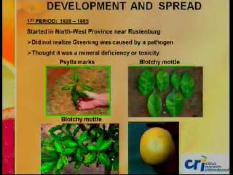 South Africa’s Perspective on Advanced Citrus Production and Greening