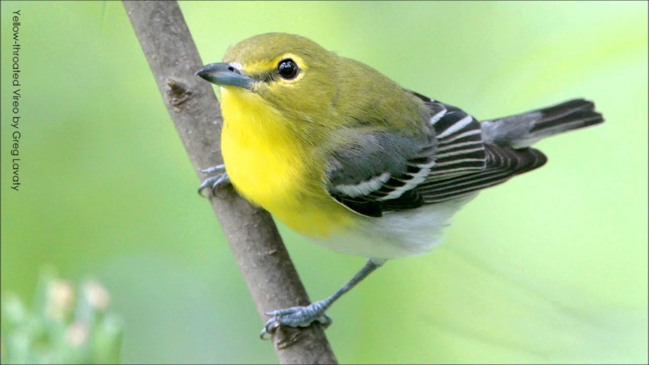 Yellow-throated Vireo Song
