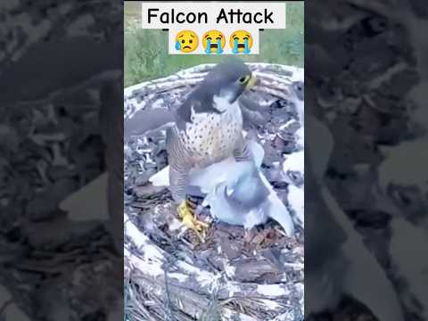 Falcon attack 😭🕊️😥😢...@allabakashmiyann4377 #kabootar #bird #pigeons #pigeonbird