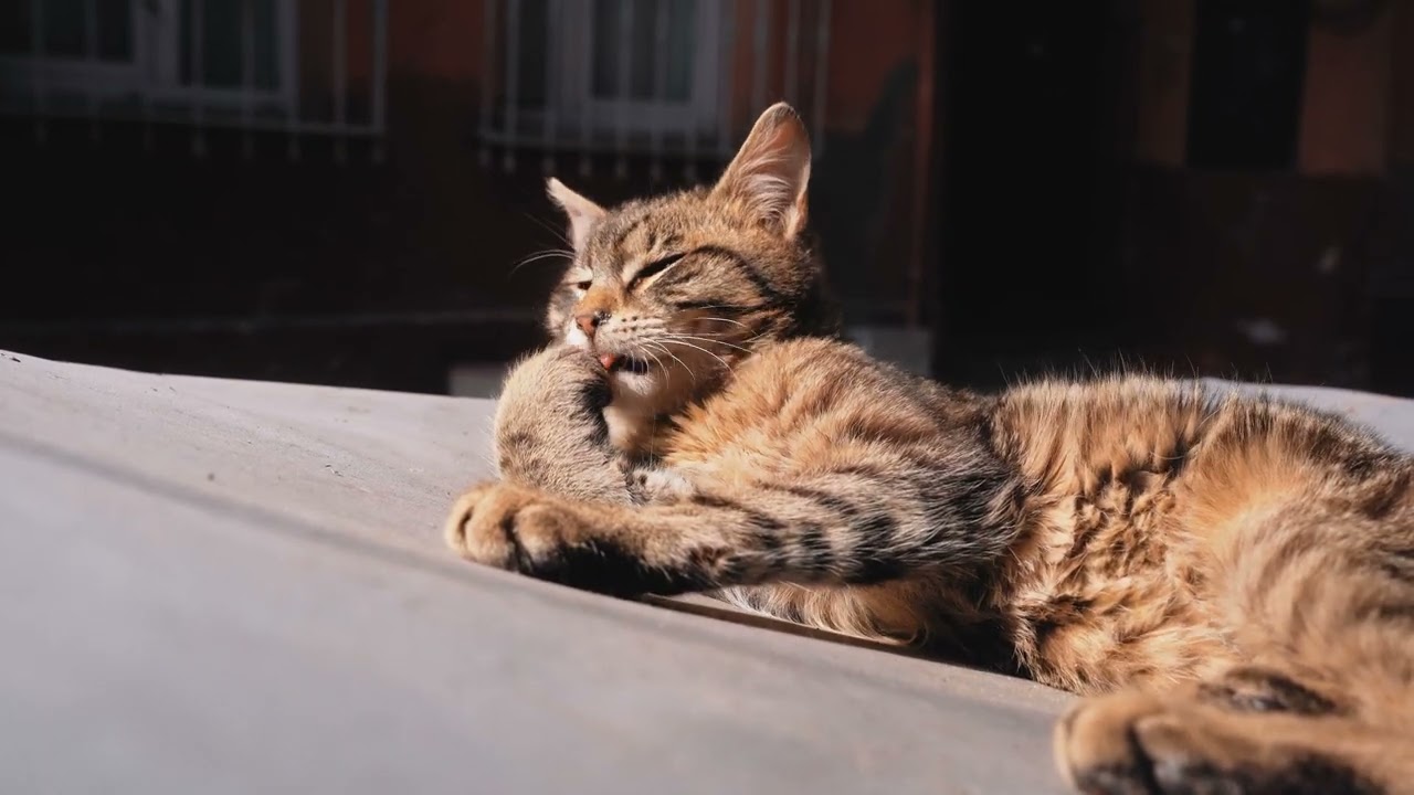 13453692 3840 2160 25fps