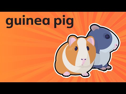 Learning English Words: How to say guinea pig