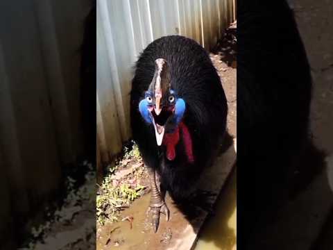 மிக ஆபத்தான பறவை|Dangerous bird in the world|Tamil|#birds #trending #viral #short