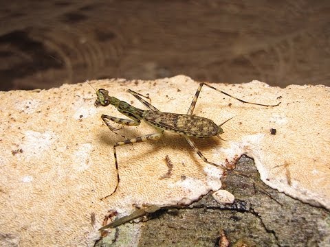 Discovery of 19 New Praying Mantis Species