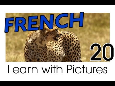 Learn French - French Safari Animals Vocabulary