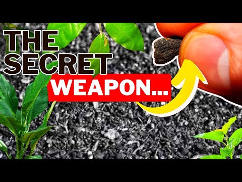 Biochar For Plants... Worth The Hype? Or Deadly?