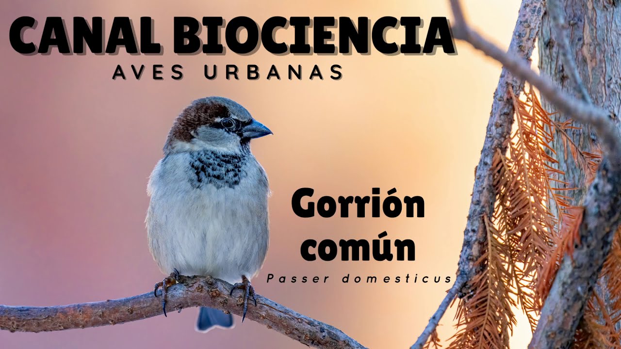 Aves Urbanas. Gorrión común (Passer domesticus).