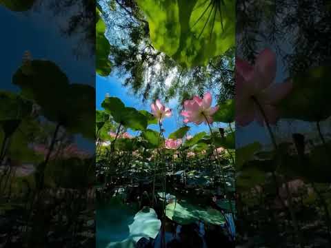 Lotus Flower – Symbol of Purity, Beauty & Spirituality