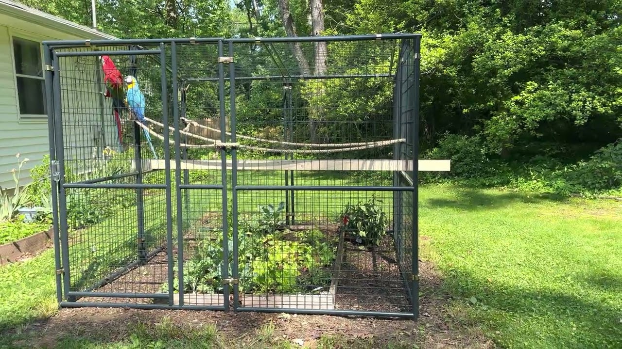 Outdoor enclosure for macaws