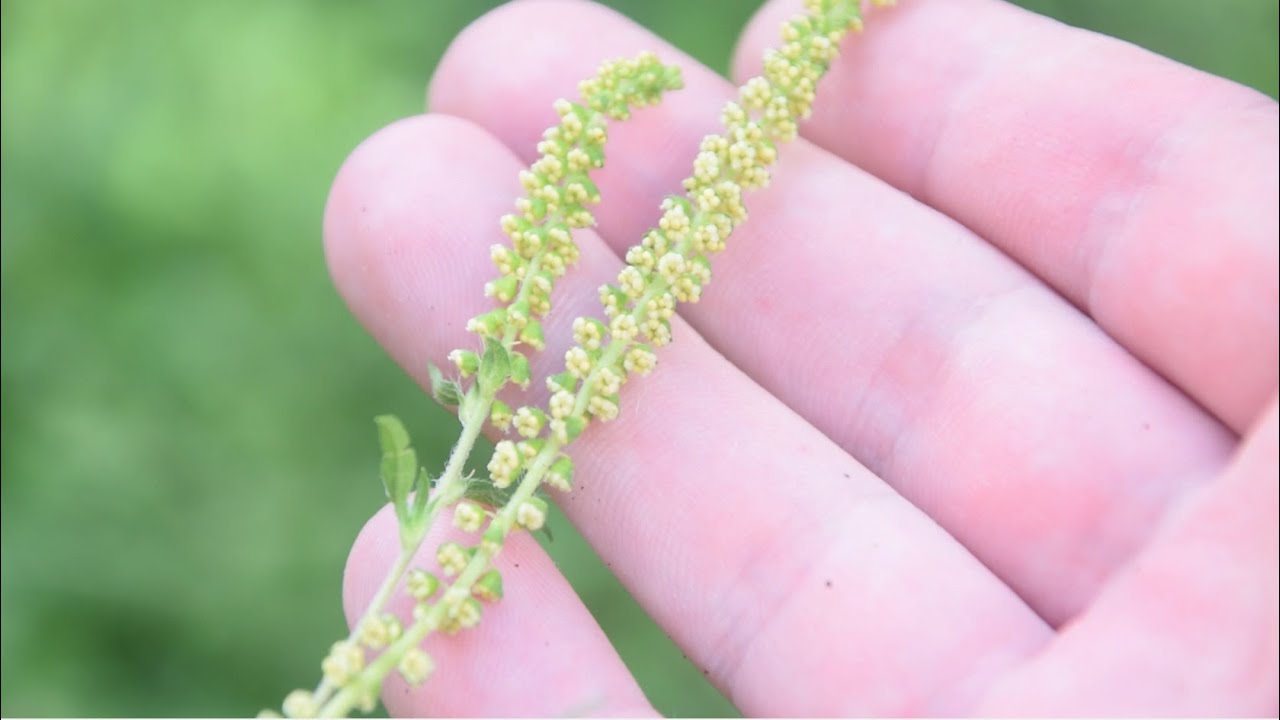 How To Identify Common Ragweed - Ambrosia artemisiifolia - Allergenic Plant