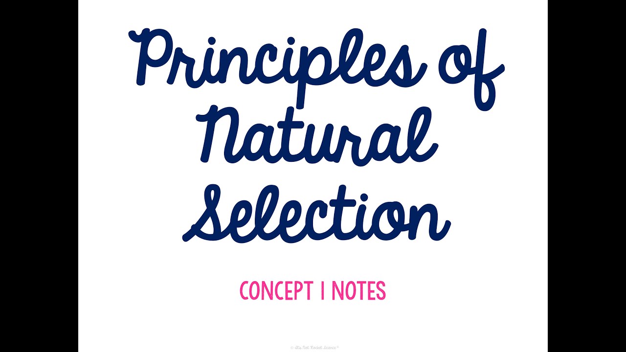 Unit 6 Evolution Concept 1 Notes *UPDATED*