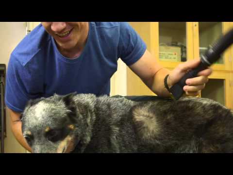 XPower Product Pro Pet // Production By Lemonlight Media