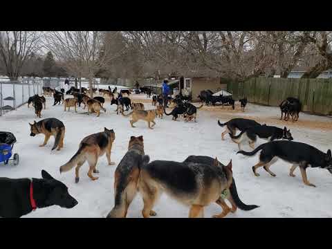 100 German Shepherds playing together