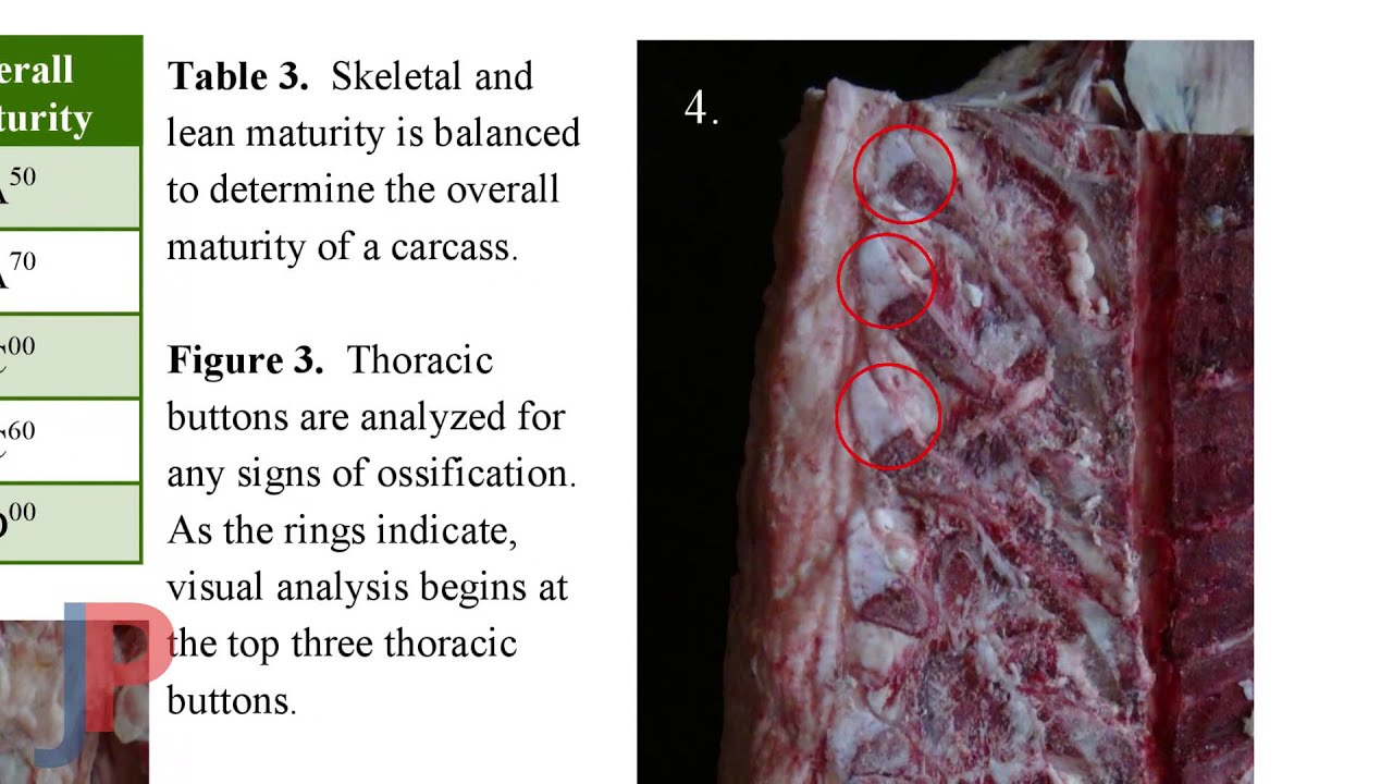 Beef Carcass Evaluation Guide 2015 Highlight Video