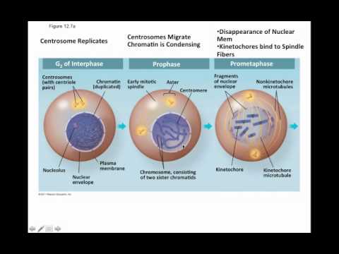 12.2 MITOTIC PHASE AND INTERPHASE