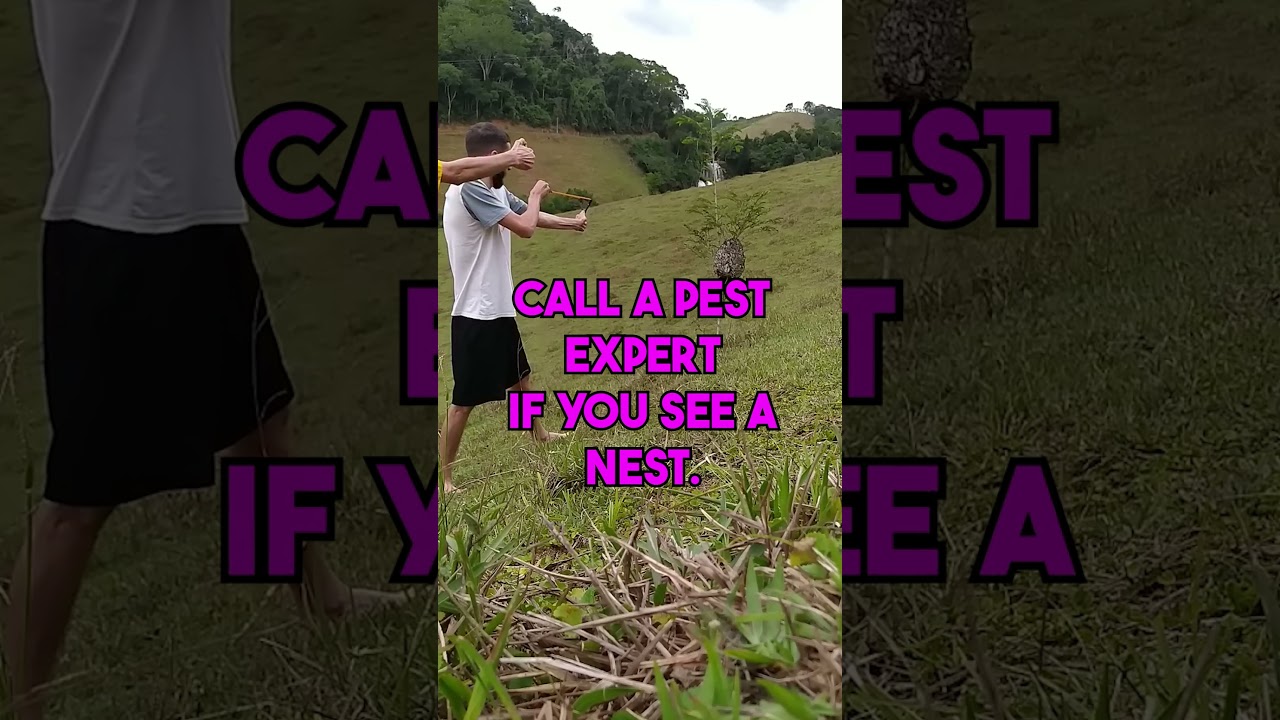 Prevention of wasp stings #firstaid #wasps