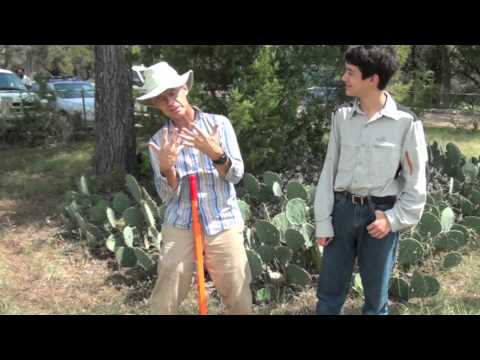 Austin Invasive Species Corps Aid Golden-Cheeked Warbler | Commander Ben