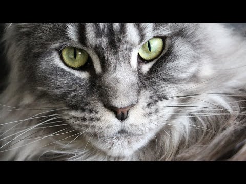 How Much Are Maine Coon Cats?πΎπ±π¬