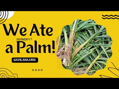 Ancient Food, Modern Forest πΏπ Heart of Palm from Peach Palm