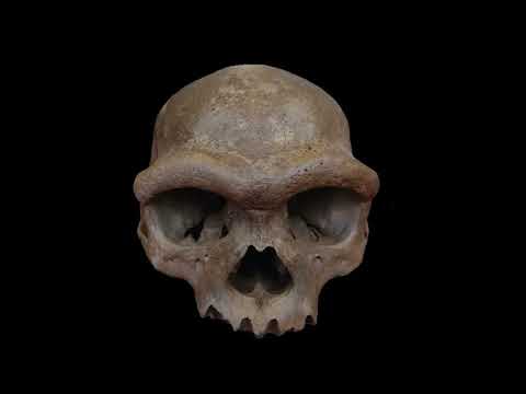 Dragon Man Unmasked: How a Century-Old Skull Rewrites Denisovan History