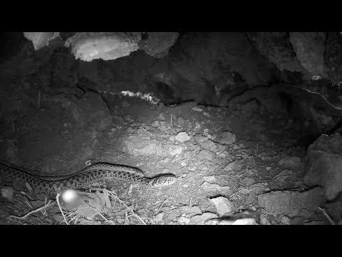 A pair of checkered garter snakes in the tree stump den