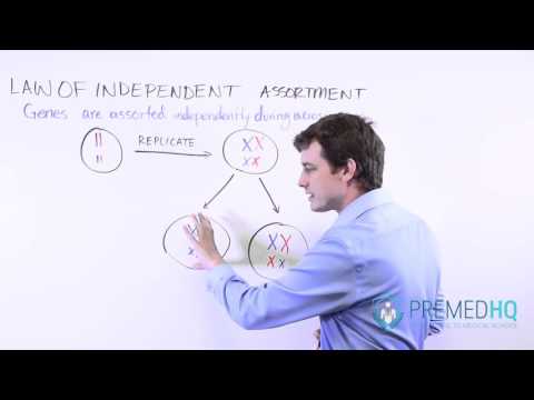 Law of Independent Assortment