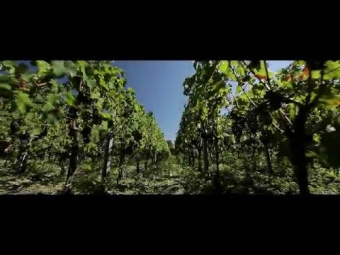 Beautiful Bordeaux
