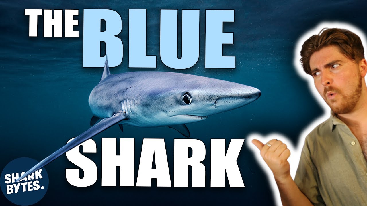 Is This The Most Efficient Shark EVER?