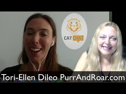 Cat Chat