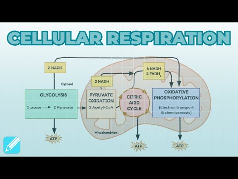 Cellular Respiration: Aerobic & Anaerobic | Cell Biology