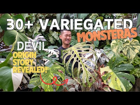 Monstera Devil Origin Story Revealed 🤯 Meet OVER 30 Types of NEW! Variegated Monsteras!