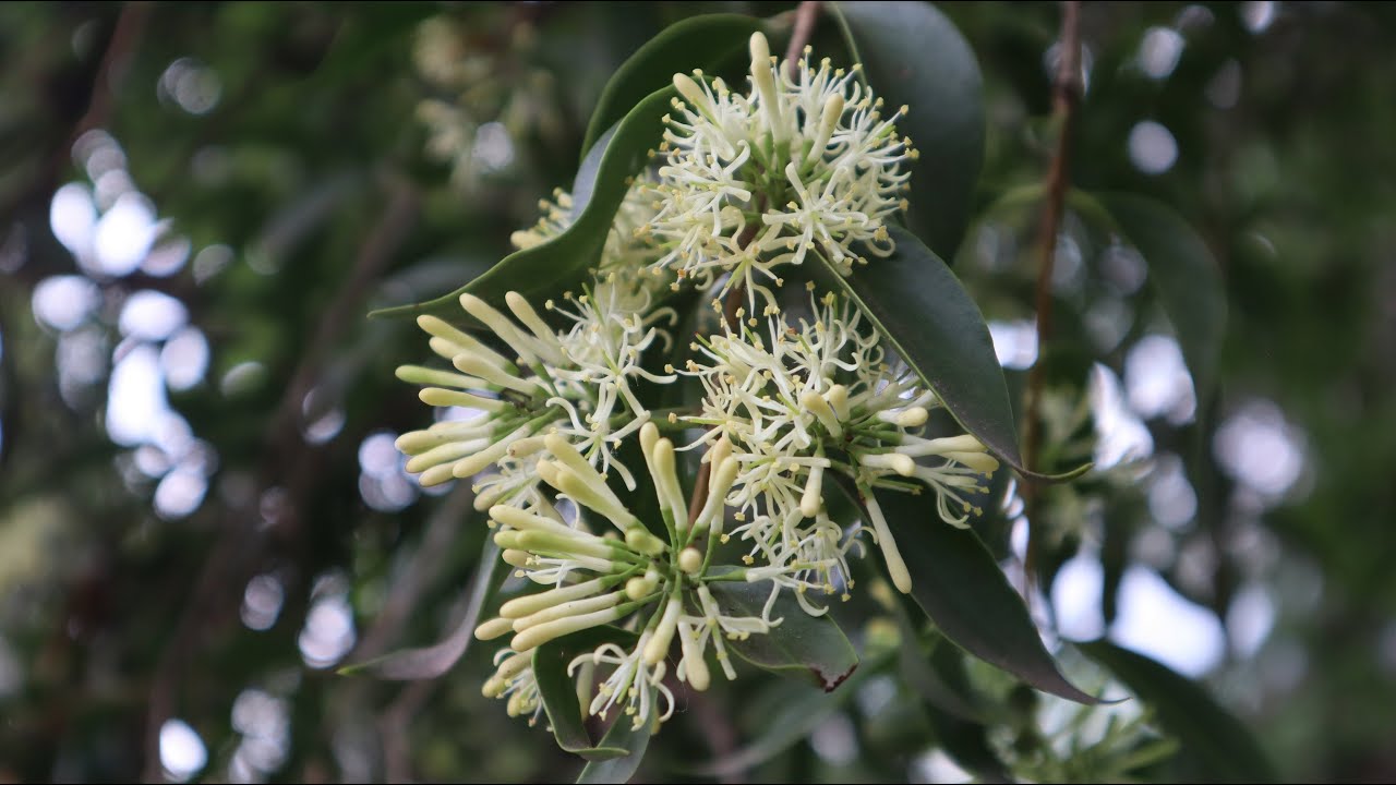 Tripodanthus acutifolius - flora argentina - Corpo - Yerba del Pajarito - Liga - Llave th'ica